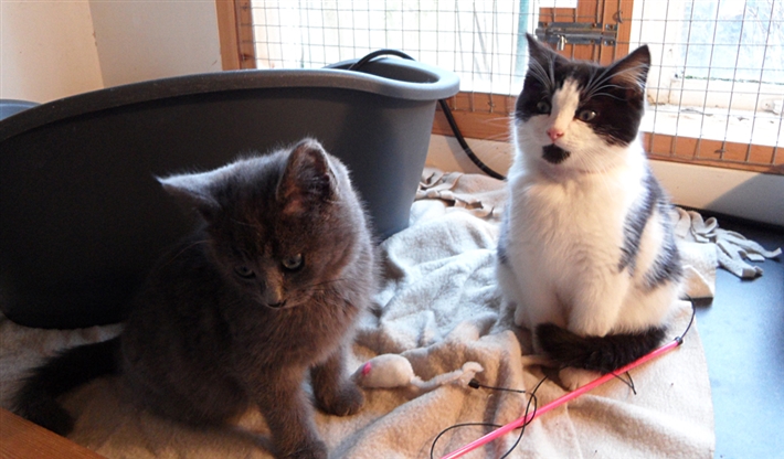 Welcome to Cats Protection