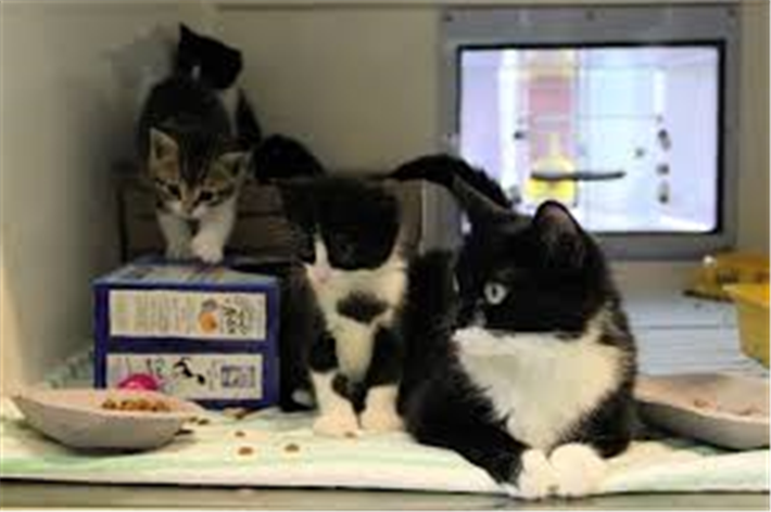 Where To Donate Cats