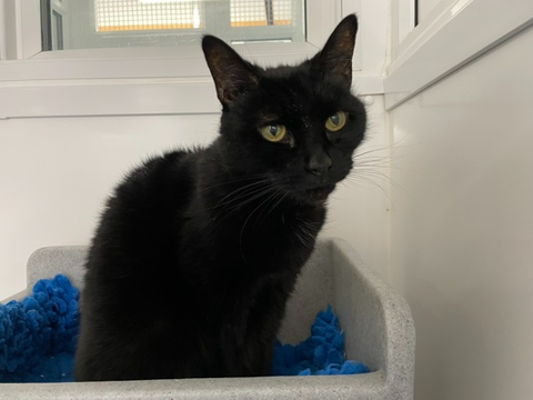 Sponsor | Sponsor a cat today from just 19p | Cats Protection