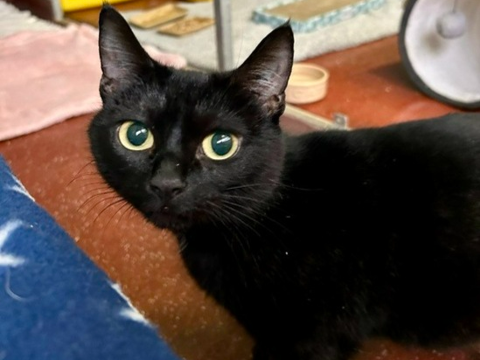 Sponsor | Sponsor a cat today from just 19p | Cats Protection