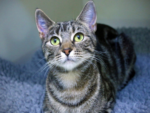 Sponsor | Sponsor a cat today from just 19p | Cats Protection