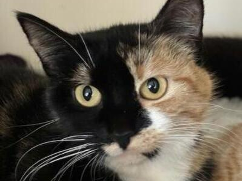 Sponsor | Sponsor a cat today from just 19p | Cats Protection