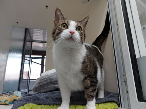 Sponsor | Sponsor a cat today from just 19p | Cats Protection