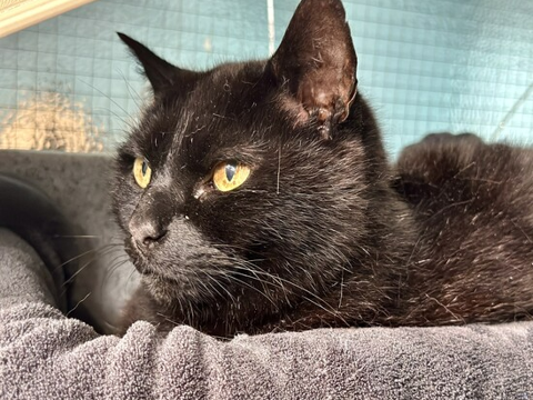 Sponsor | Sponsor a cat today from just 19p | Cats Protection