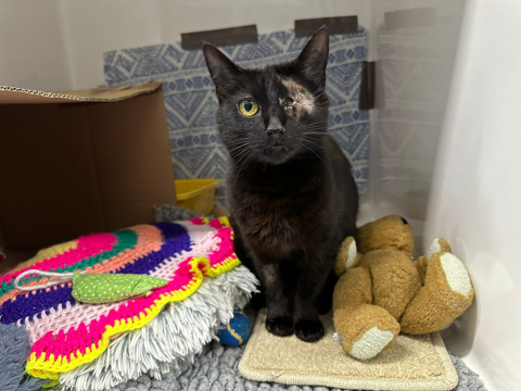 Sponsor | Sponsor a cat today from just 19p | Cats Protection