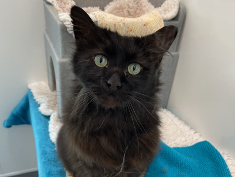 Sponsor | Sponsor a cat today from just 19p | Cats Protection