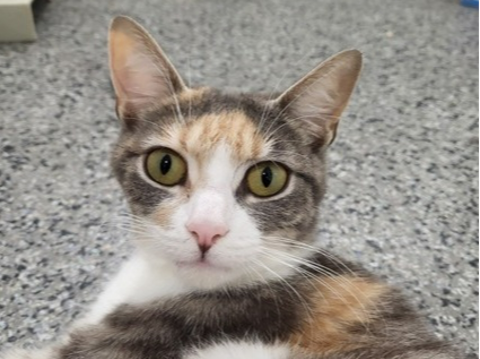 Sponsor | Sponsor a cat today from just 19p | Cats Protection