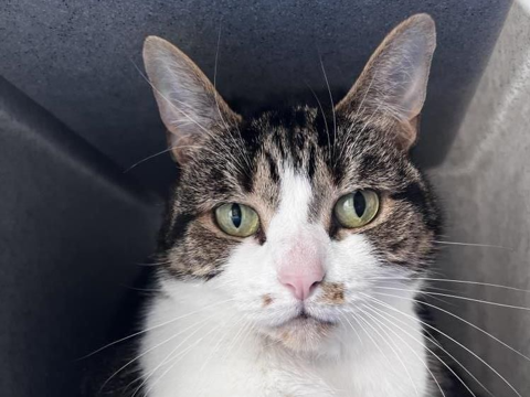 Sponsor | Sponsor a cat today from just 19p | Cats Protection