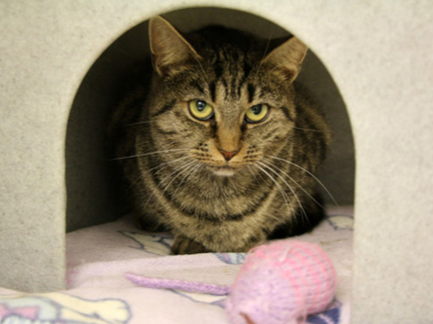 Sponsor | Sponsor a cat today from just 19p | Cats Protection