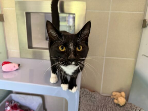 Sponsor | Sponsor a cat today from just 19p | Cats Protection