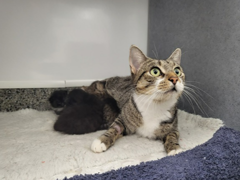 Sponsor | Sponsor a cat today from just 19p | Cats Protection