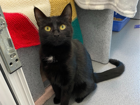 Sponsor | Sponsor a cat today from just 19p | Cats Protection