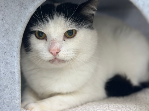 Sponsor | Sponsor a cat today from just 19p | Cats Protection