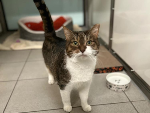 Sponsor | Sponsor a cat today from just 19p | Cats Protection