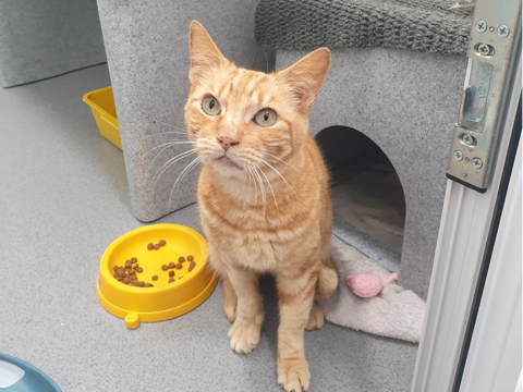 Sponsor | Sponsor a cat today from just 19p | Cats Protection