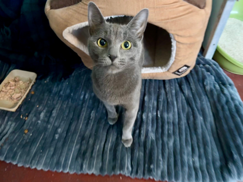 Sponsor | Sponsor a cat today from just 19p | Cats Protection