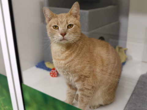 Sponsor | Sponsor a cat today | Cats Protection