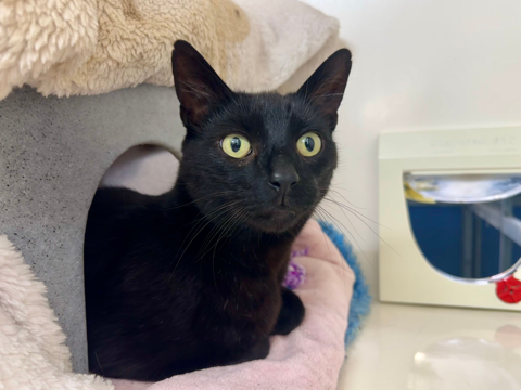 Sponsor | Sponsor a cat today | Cats Protection