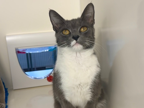 Sponsor | Sponsor a cat today | Cats Protection