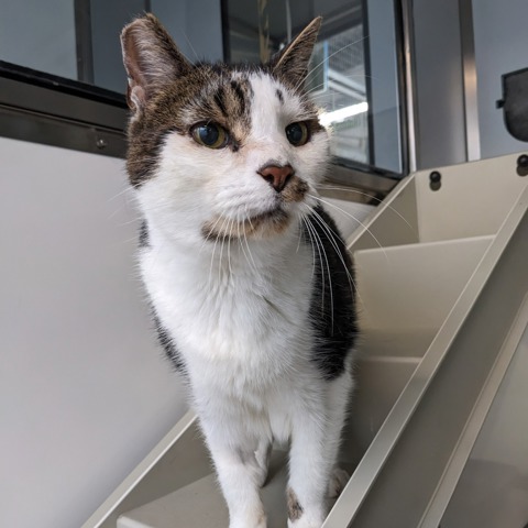 Sponsor | Sponsor a cat today from just 19p | Cats Protection