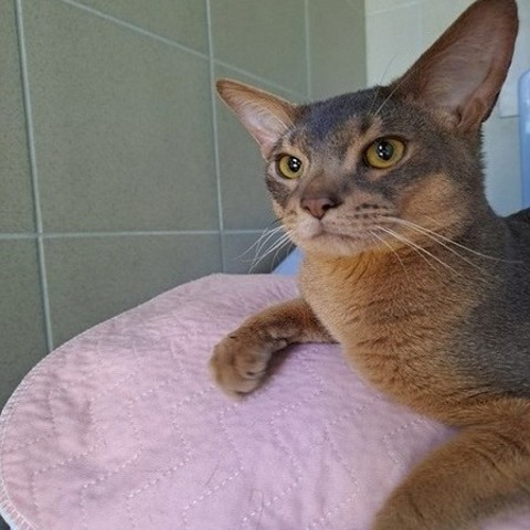 Sponsor | Sponsor a cat today from just 19p | Cats Protection